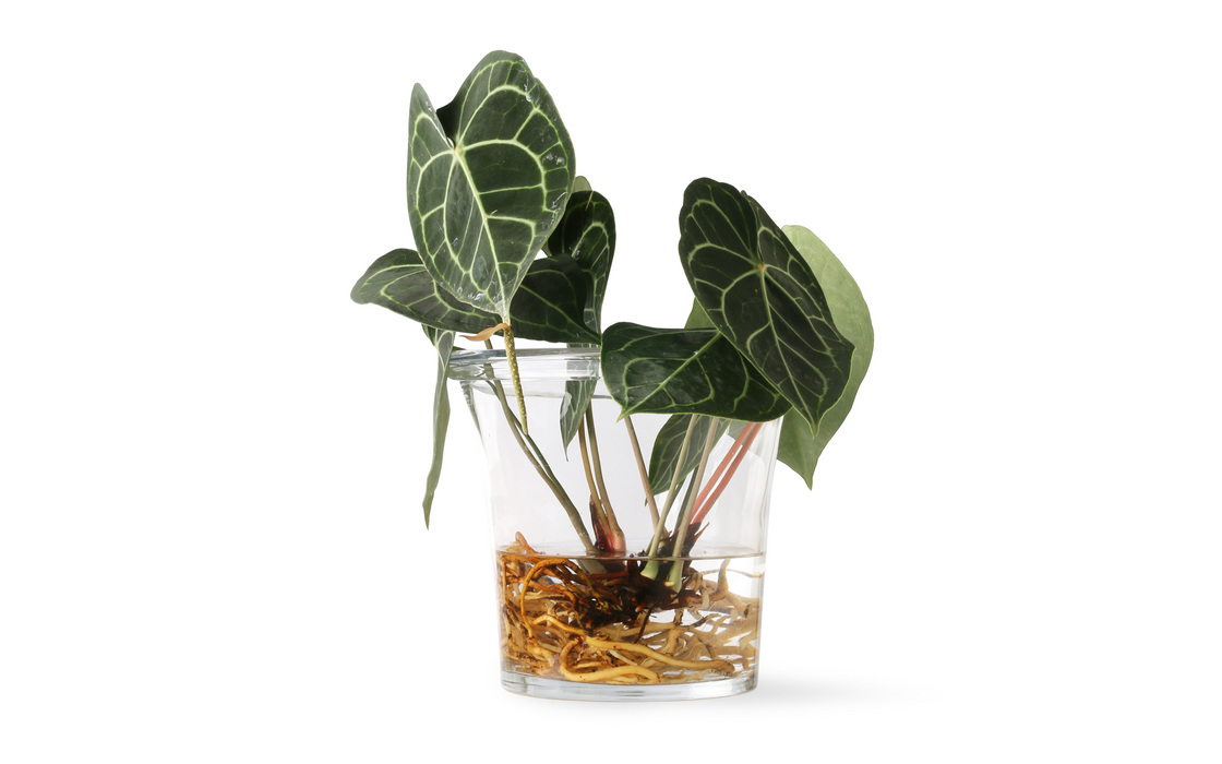 Decorative Accessories | SCP – Page 3